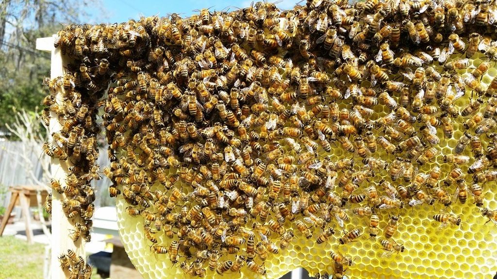 Removal from Mobile Home Wall In Florida | Beesource Beekeeping Forums